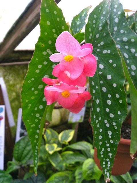 Begonia My Special Angel Begonia fibrous hybrid angel wing