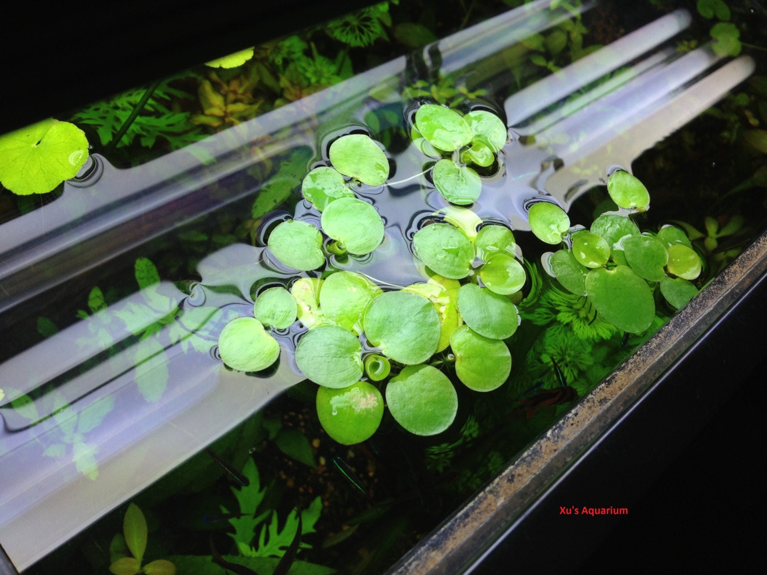 Amazon frogbit Limnobium laevigatum Live