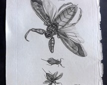 Popular items for antique insect print on Etsy