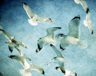 Seagull feather | Etsy