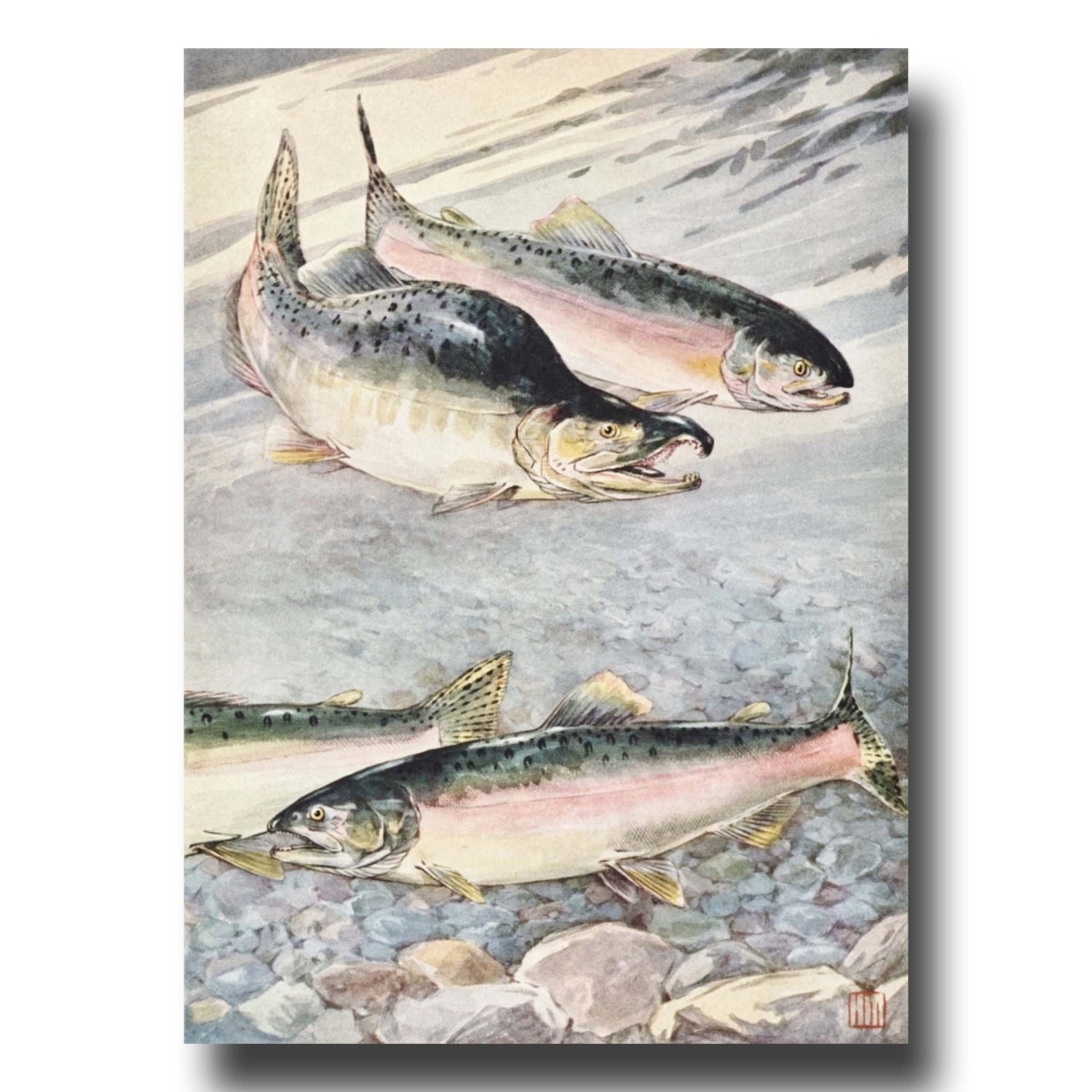 Salmon Art Antique Salmon Print 1930s Fish Artwork