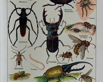 Láminas de insectos | Etsy