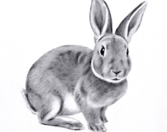 Bunny Rabbit Art ORIGINAL Rabbit Charcoal Drawing by JaclynsStudio