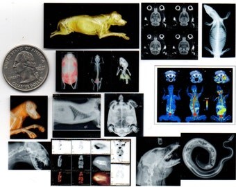 Veterinary art | Etsy