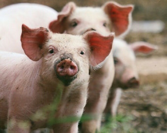 Items similar to Baby Pigs on Etsy