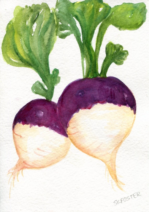 Turnips watercolor painting original vegetable by SharonFosterArt