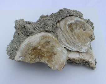 Calcification | Etsy