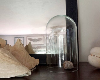 Glass dome display | Etsy