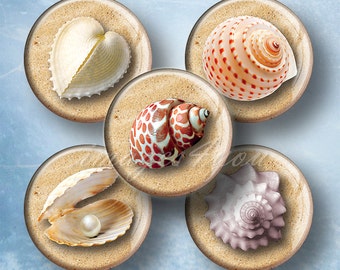 Round seashell | Etsy