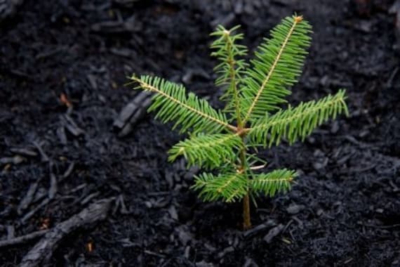 1 Woodland Pine baby/starter/seedling tree Wild Assorted