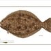 Bluegill Open Edition Print by Flick Ford sunfish panfish