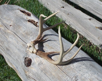 Items similar to Deer Antler Rack Mounted to Hang Coat or Hat on Etsy