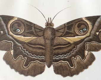 Antique moth print | Etsy