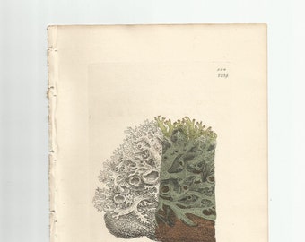 Lichen drawing | Etsy