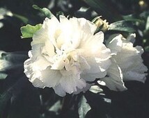 Popular items for hibiscus plant on Etsy