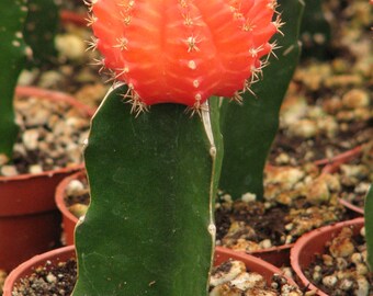 Grafted red Cactus Plant by CactusLimon on Etsy