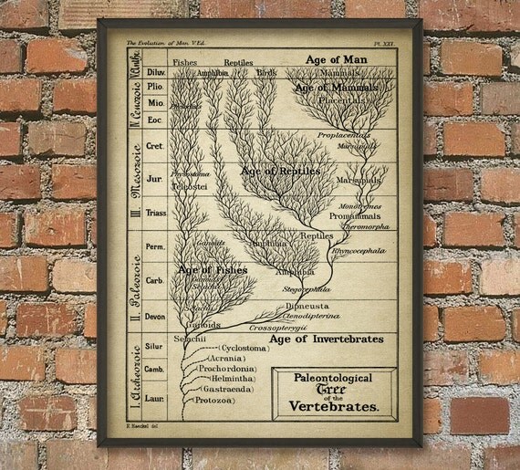 Paleontological Tree of the Vertebrates The by QuantumPrints