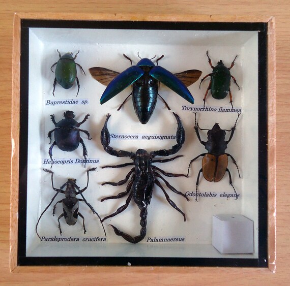 Mounted Mixed beetle insect boxed framed Insect by Topinsects