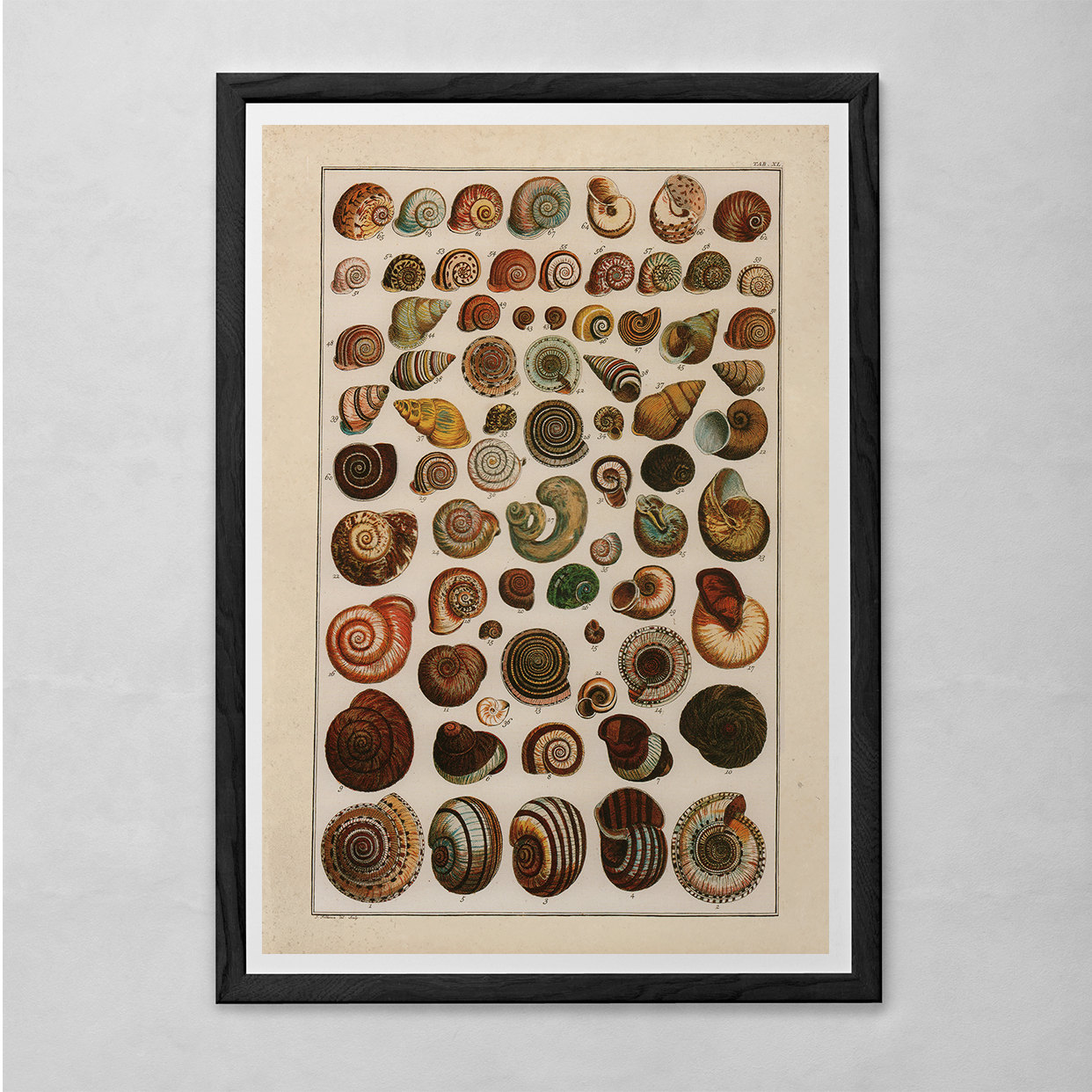 VINTAGE NAUTICAL PRINT Antique Seashell Print Professional
