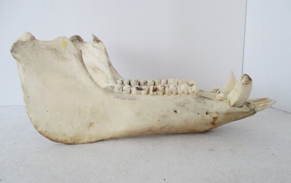 Wild Boar Jaw Lower Jaw Wild Hog Pig Natural Bones North