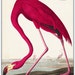 Vintage Audubon Pink Flamingo Bird Print Giclee Art Print