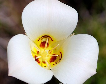 Sego lily | Etsy