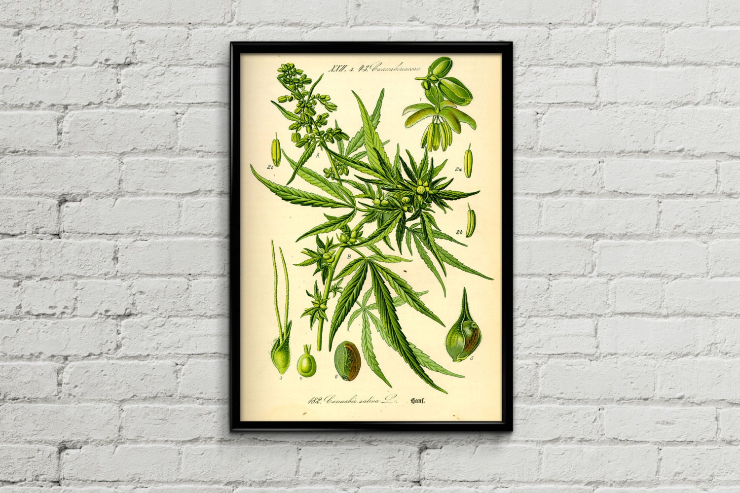 Cannabis botanical illustration. Botanical print. Hemp