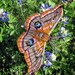 Epic Life Sized Atlas moth Attacus atlas Snakehead Moth