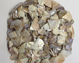 Bulk seashells | Etsy