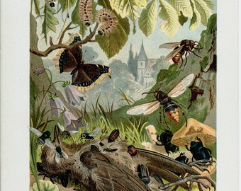 Antique insect print | Etsy