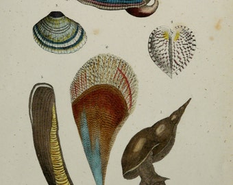 Rare sea shells | Etsy