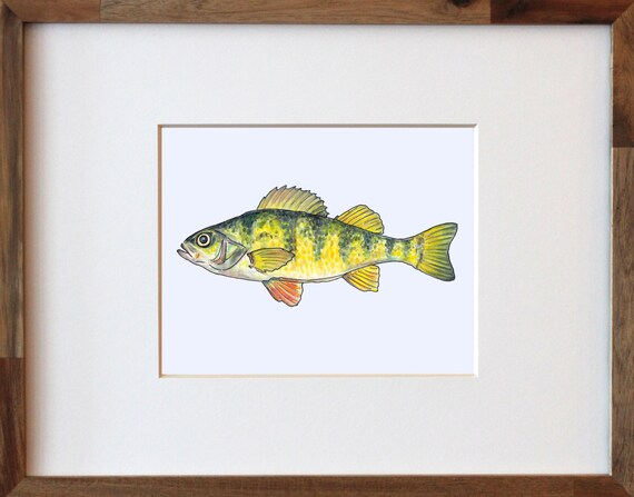 Yellow Perch Watercolor Fine Art Print by SarahEWainStudio on Etsy