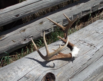 Items similar to Deer Antler Rack Mounted to Hang Coat or Hat on Etsy