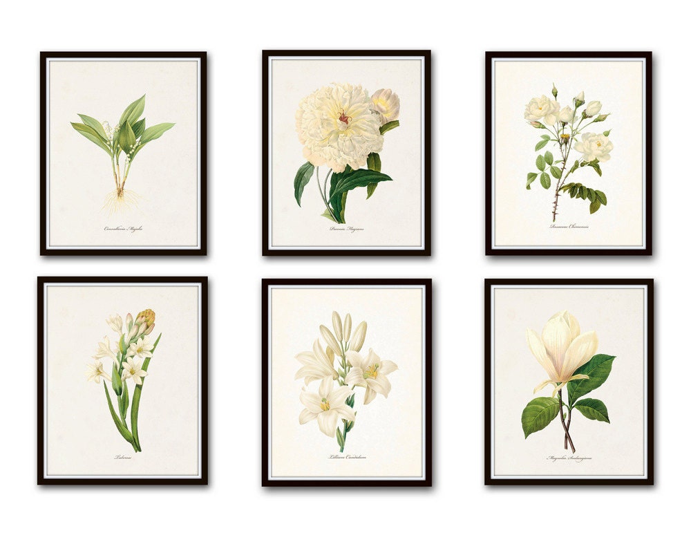 White Botanical Print Set No. 4 Botanical Print Giclee Art