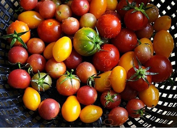 Rainbow Cherry Tomato Collection five tasty heirlooms 125