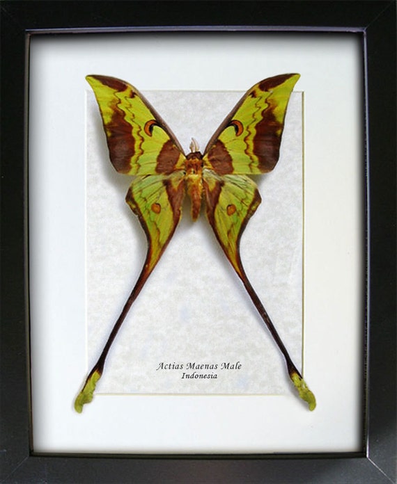 Malaysian moon moth - Alchetron, The Free Social Encyclopedia