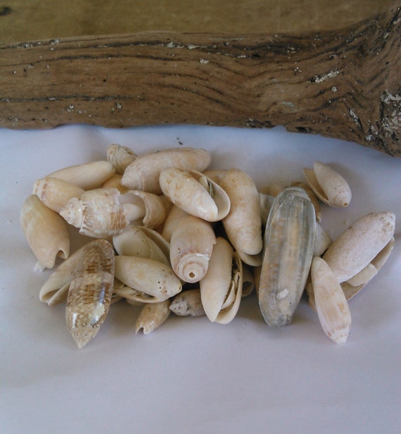 20 Olive Shells Gulf Of Mexico Seashells for by SaltLifeSoul
