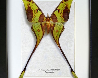 Preserved Moth False Eyes Real Insect