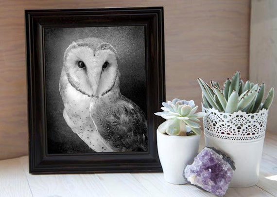 Owl Photograph Art An Original Signed 8 x 10 Black and