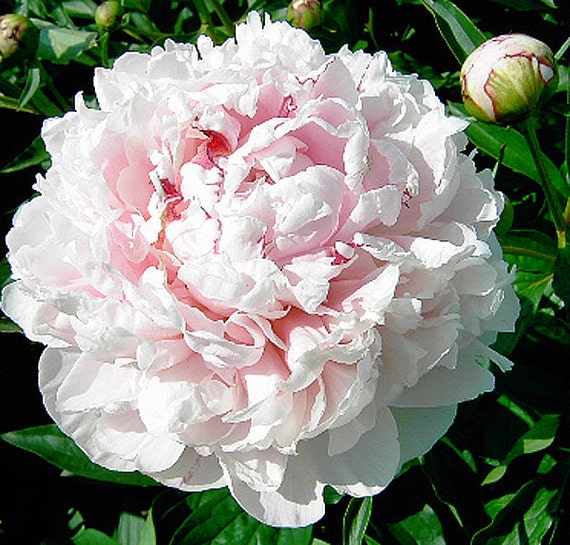 Sarah Bernhardt Peony Pink Double Peony