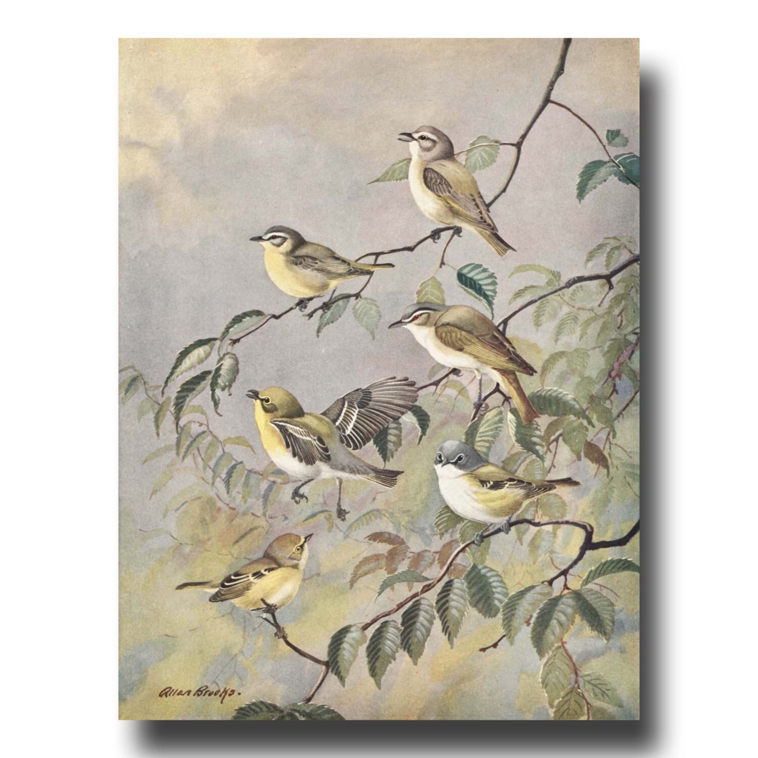 Bird Wall Art Bird Print Vintage Bird Illustration Antique