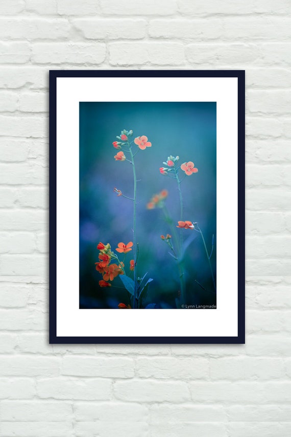 Blue Flower Photography coral wildflowers 8x12 prints 11x14