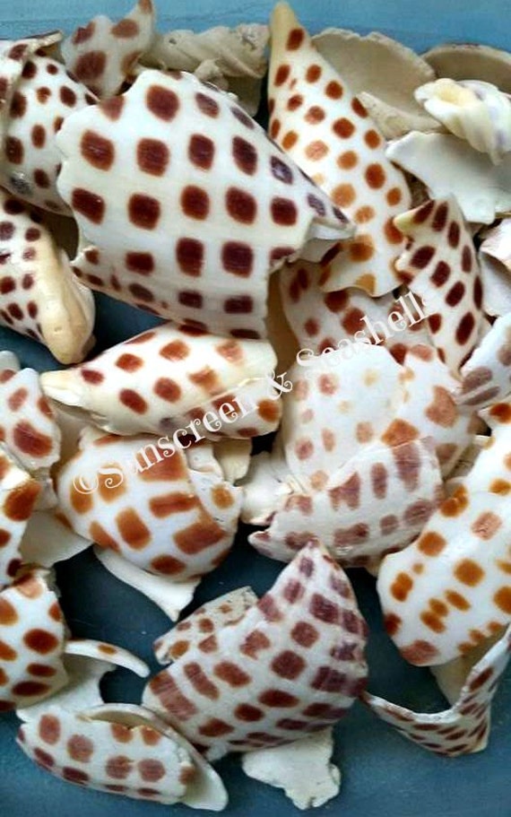 Junonia Seashell Pieces RARE Scaphella junonia