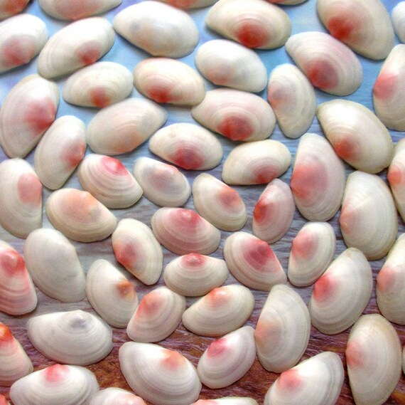 Pink Sea Shells (60) Bulk Seashells Natural Pink Tellin Seashells ...