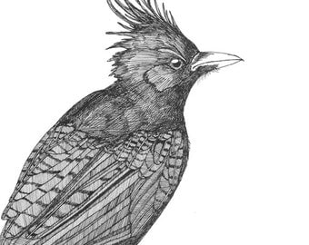 Stellar jay drawing | Etsy