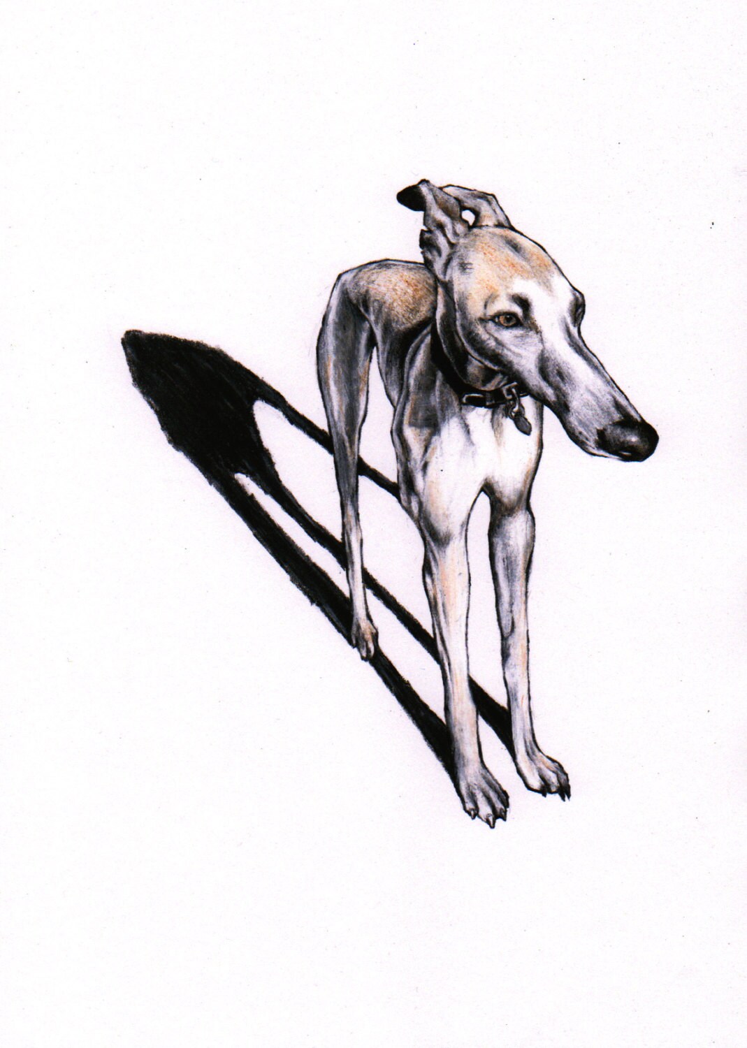 Whippet wall art whippet art print drawing of Ralph Whippet