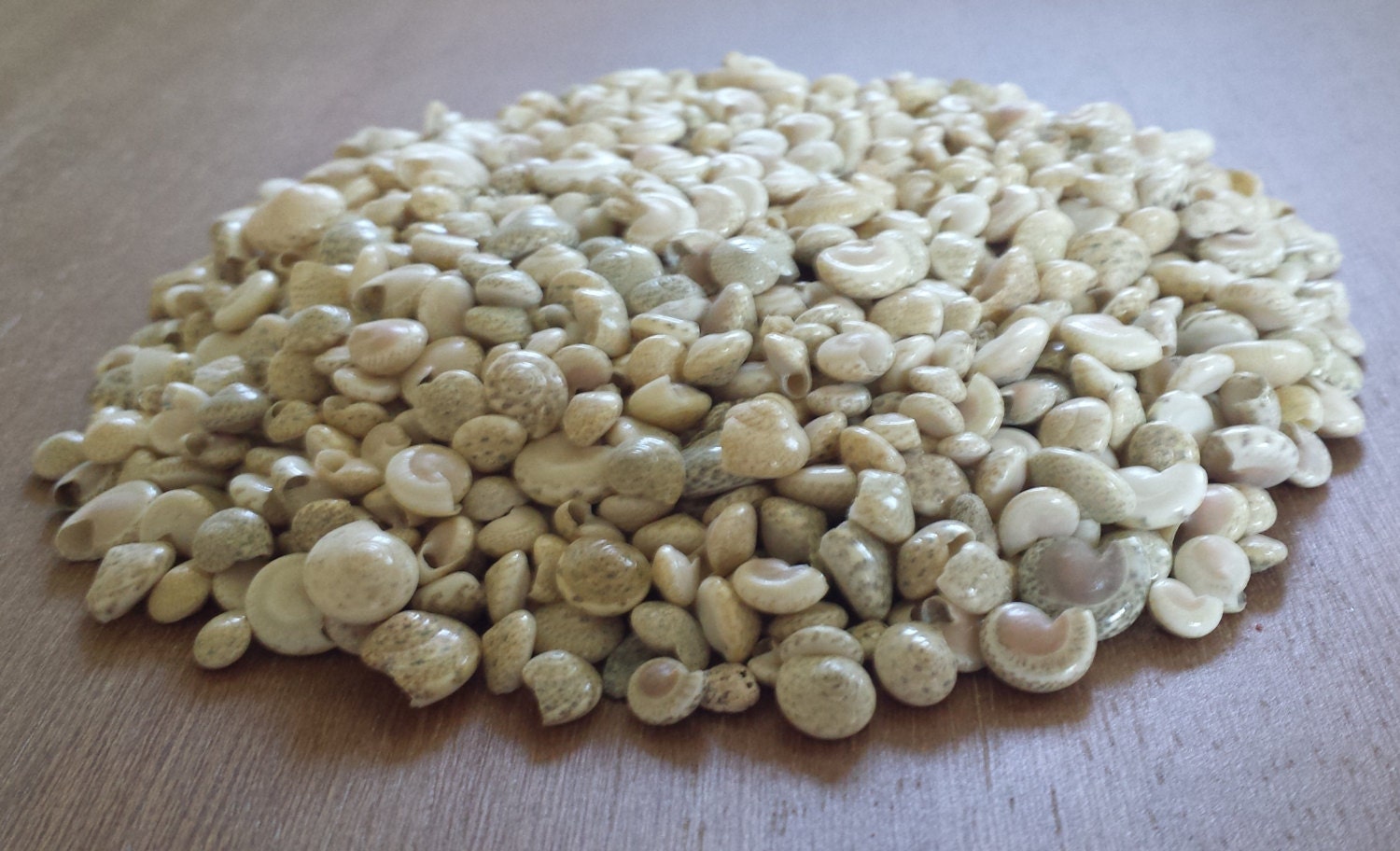 Tiny Shells Small Seashells Beach Decor Seashells Shells