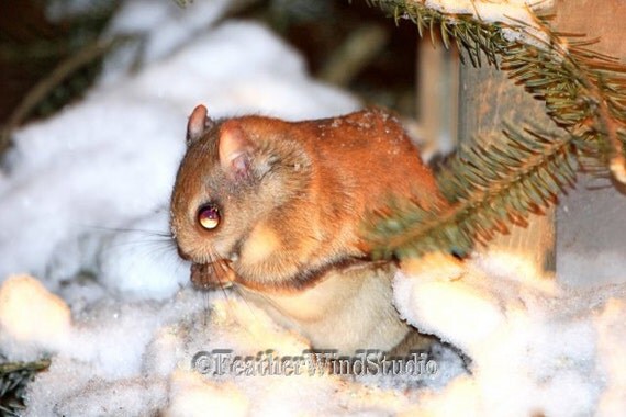 Flying Squirrel Photo | Night Creature | Cute Animal Picture | Winter ...