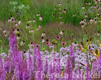 Prairie smoke | Etsy