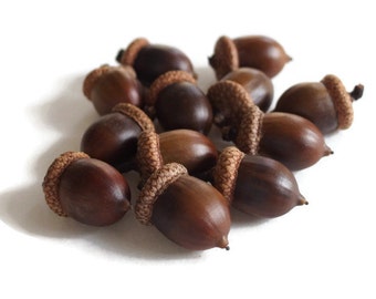 JUMBO Acorns Extra Large Acorns Natural Acorns by MyFamilysNutz
